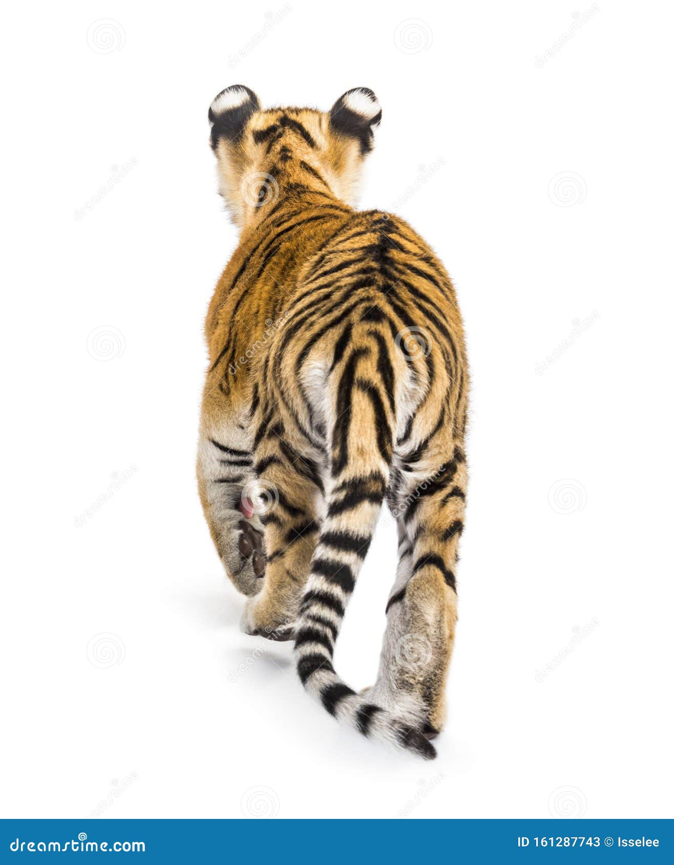 Back View of a Two Months Old Tiger Cub Walking Stock Image - Image of ...