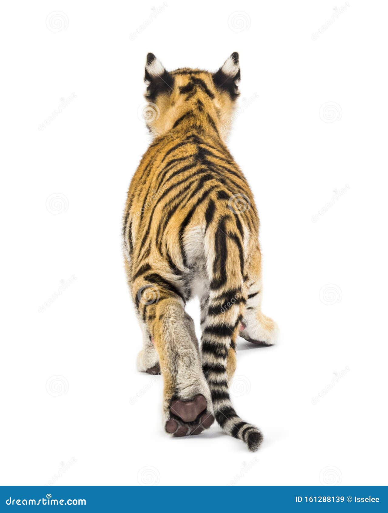 Back View of a Two Months Old Tiger Cub Walking Stock Image - Image of ...