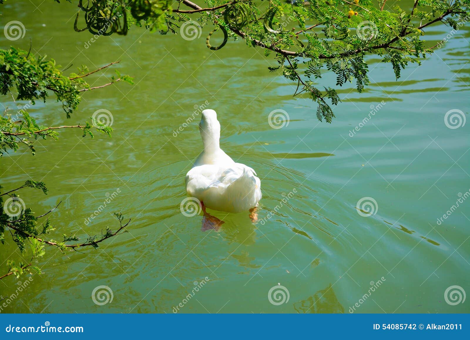 Back View of a White Duck Swimming Stock Photo - Image of rear, mallard ...
