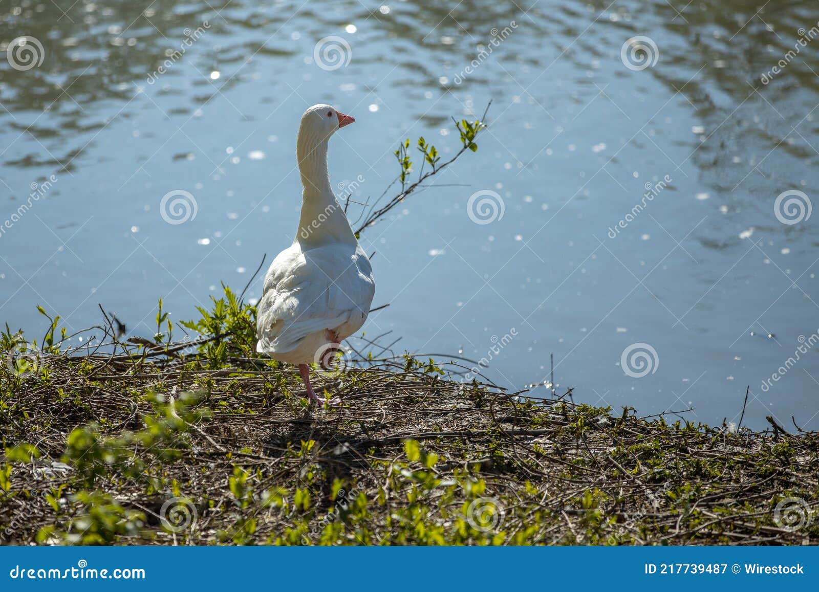 Back View of a White Goose Facing the Scenic Lake View Stock Image ...