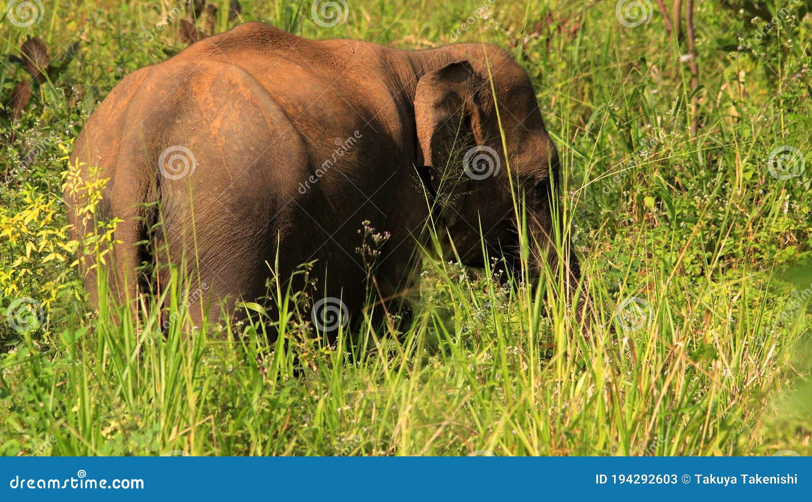Back View of Wild Elephant with Grass Fields Stock Image - Image of ...