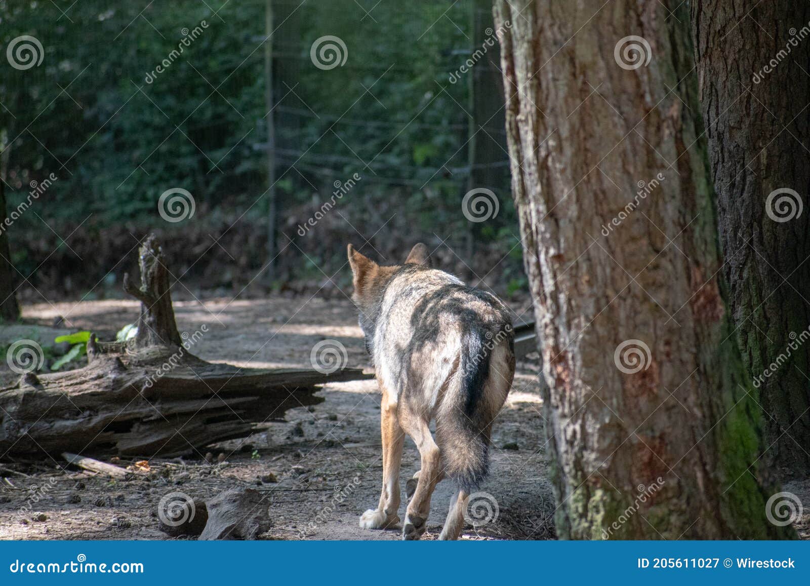 Back View of a Wolf in Wildpark Schwarze Berge Stock Image - Image of ...