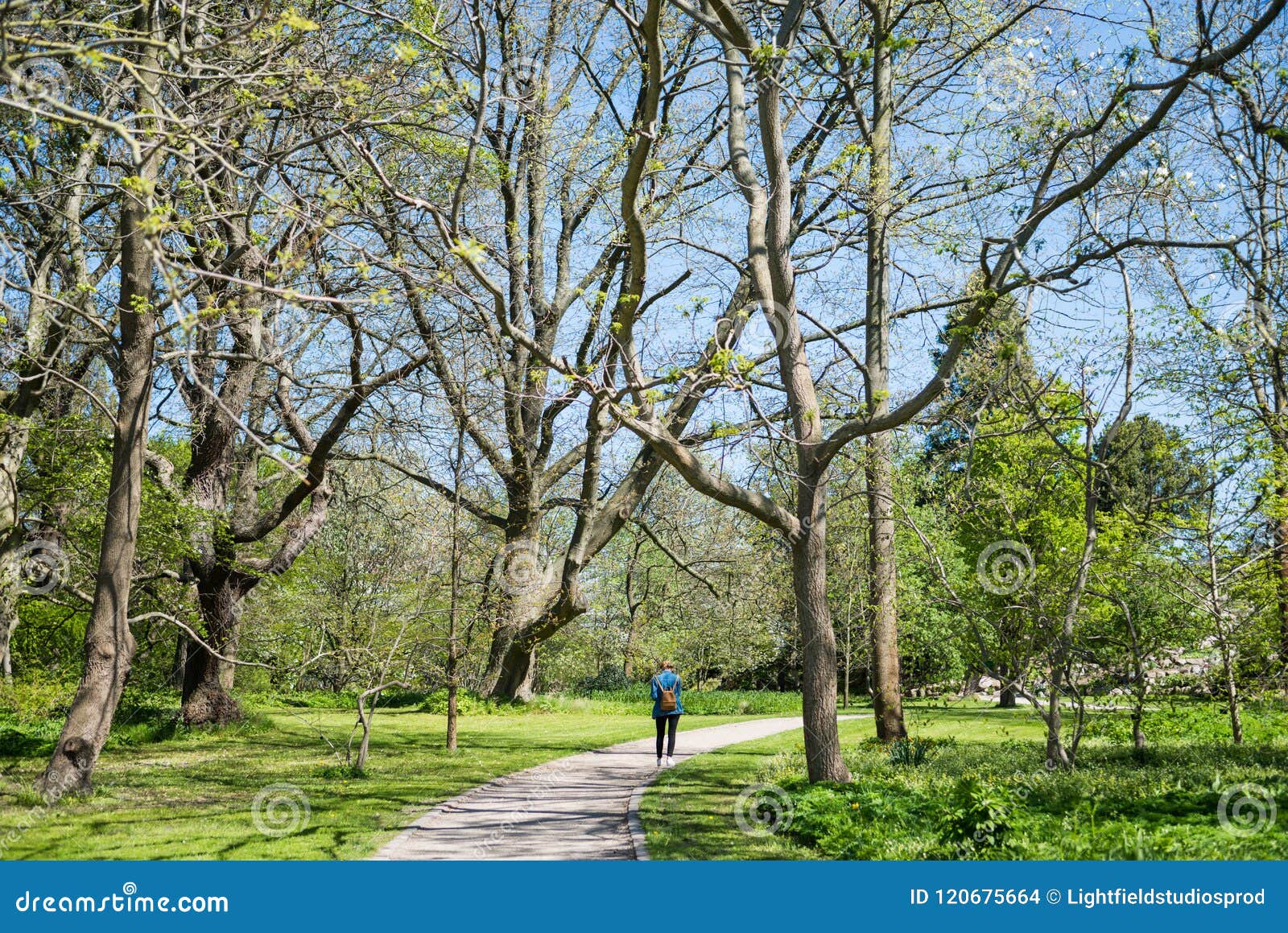Back View of Woman Walking on Path between Trees Editorial Stock Image ...