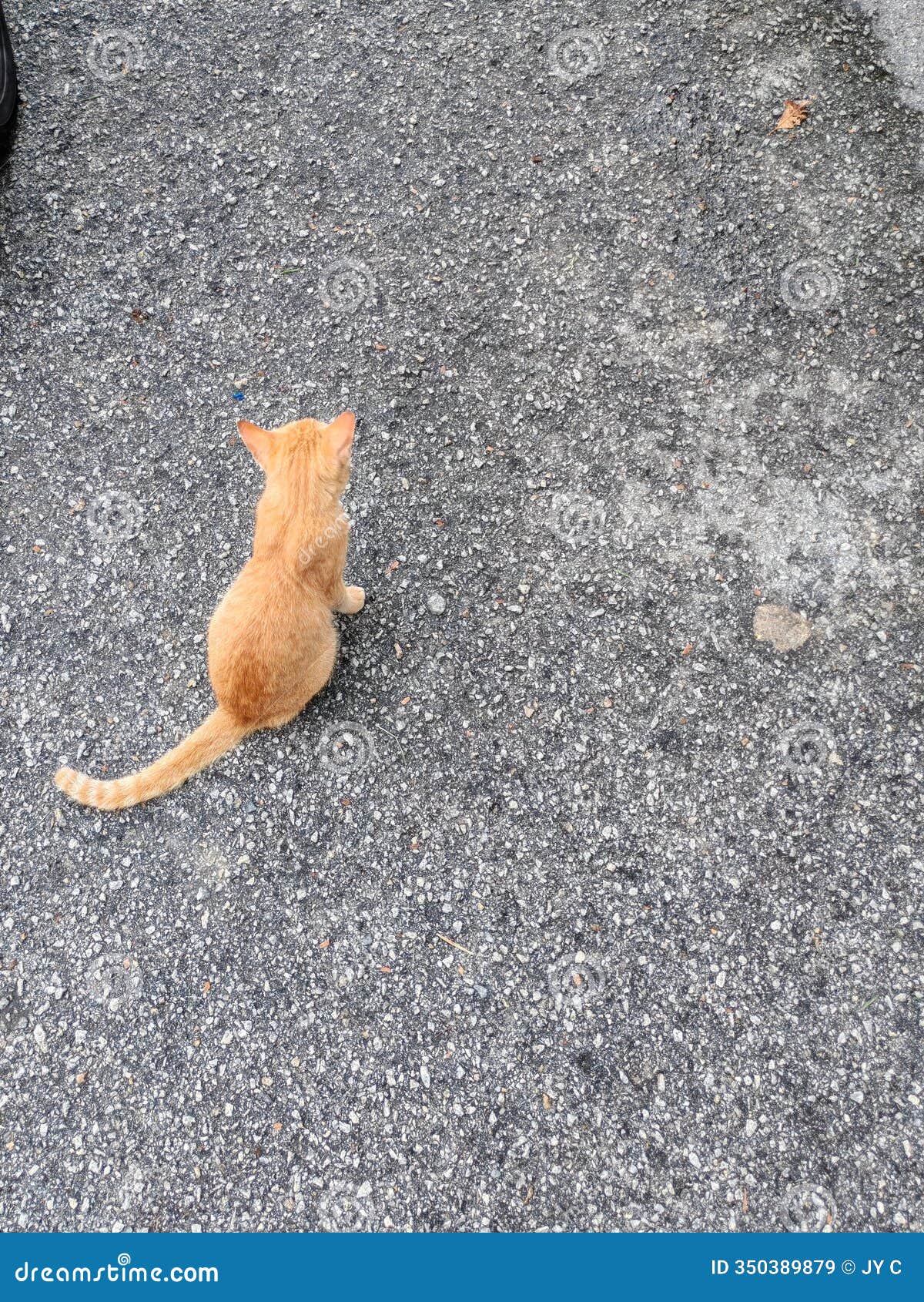Back View of a Yellow Cat Sitting on Road Stock Image - Image of road ...