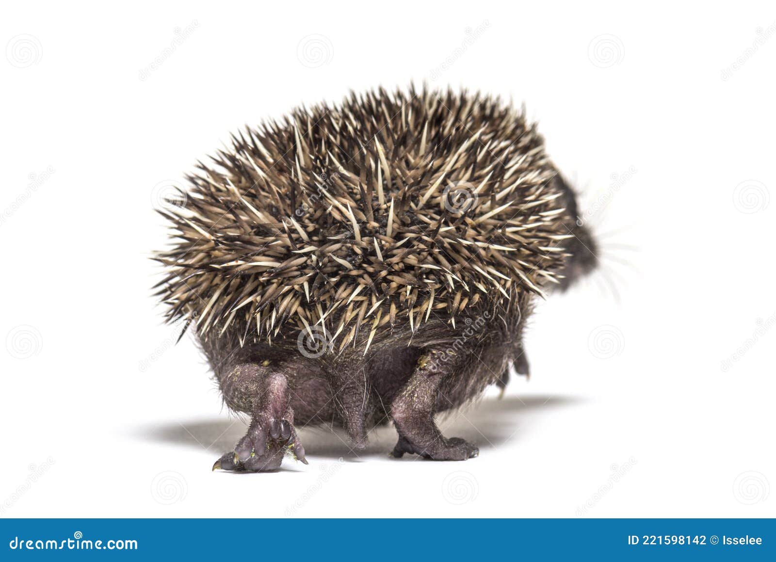 Back View of a Young European Hedgehog Walking Away Stock Photo - Image ...