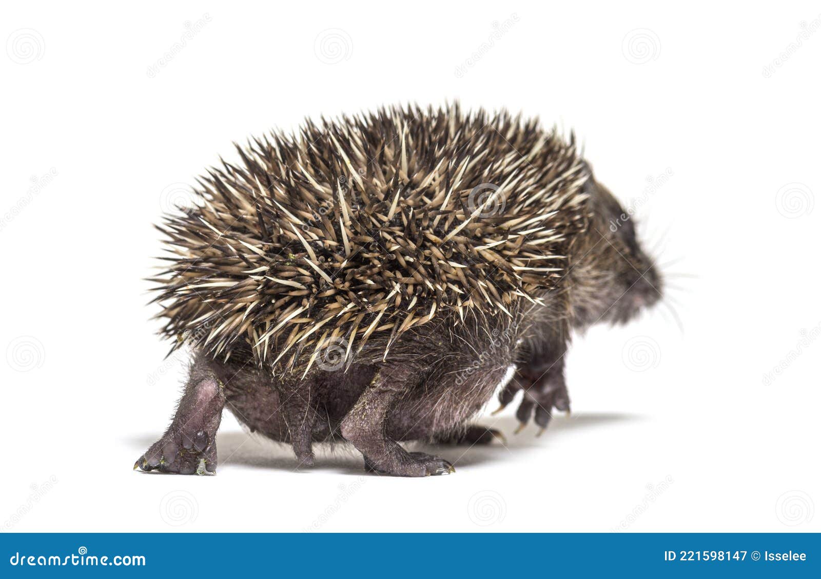 Back View of a Young European Hedgehog Walking Away Stock Image - Image ...