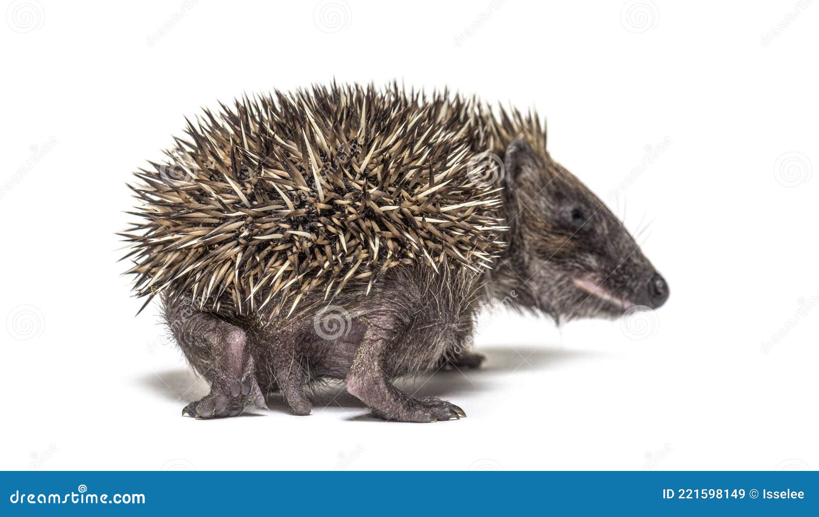 Back View of a Young European Hedgehog Walking Away Stock Image - Image ...