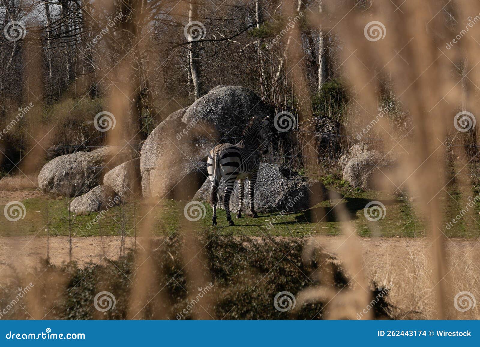 Back View of Zebra Standing in Front of Rocks Stock Photo - Image of ...