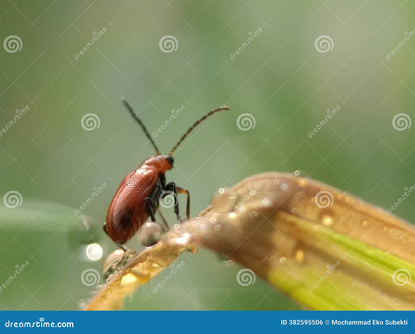 Back Of Views Woman Practice Yoga Lotus Pose To Meditation Summer ...