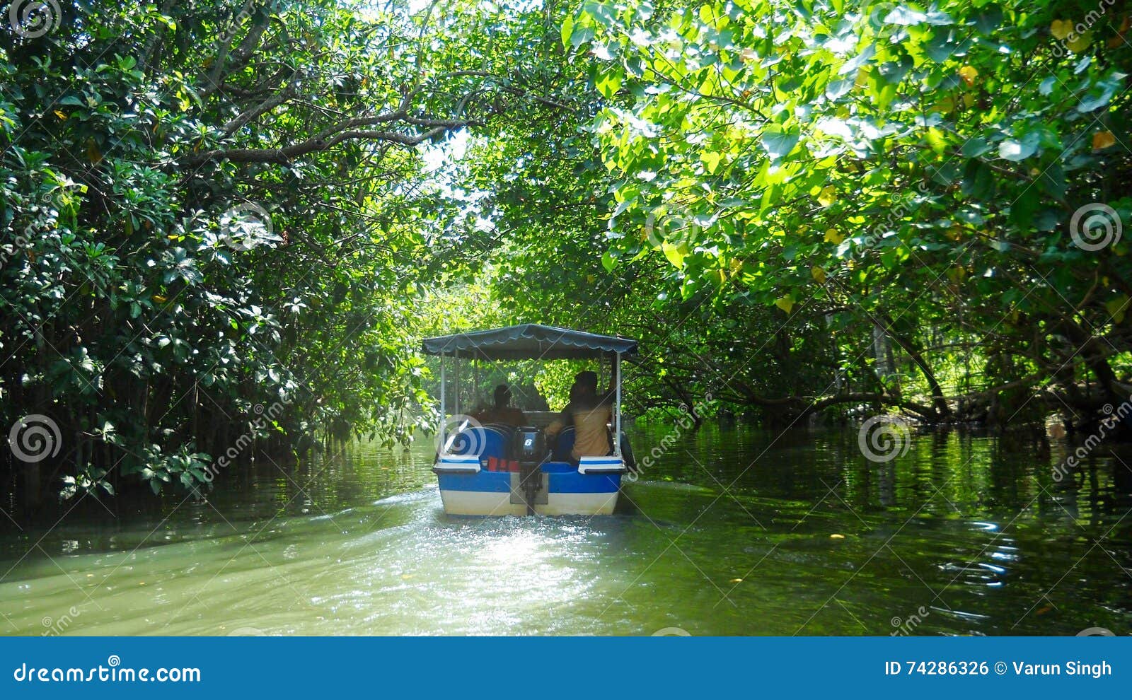 Back water stock photo. Image of india, water, pine, nature - 74286326