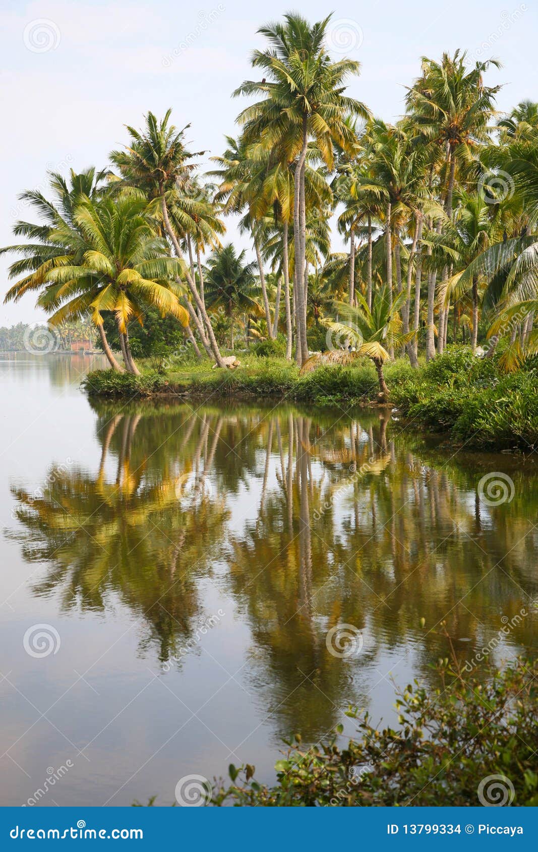 Back Waters in Kerala stock photo. Image of tropics, green - 13799334