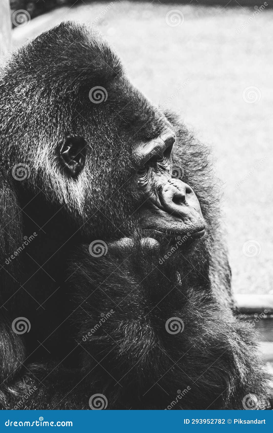 Back of a Western Lowland Gorilla Silverback Stock Photo - Image of ...