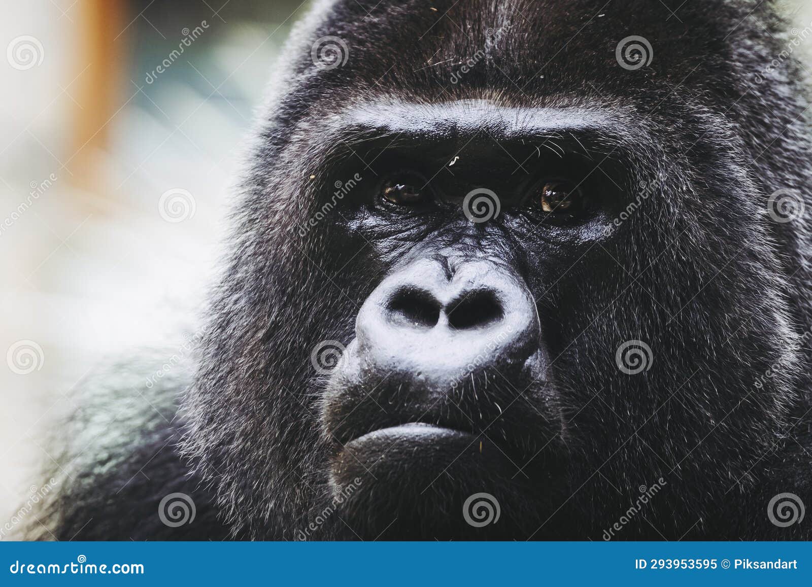 Back of a Western Lowland Gorilla Silverback Stock Image - Image of ...