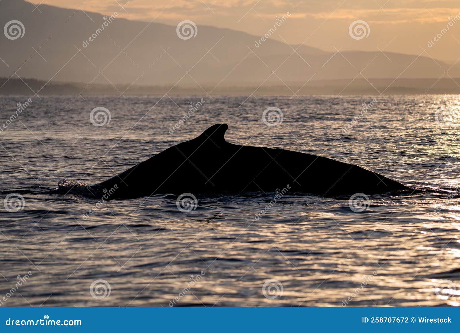 Back of a Whale on the Surface of the Sea during Sunset Stock Photo ...