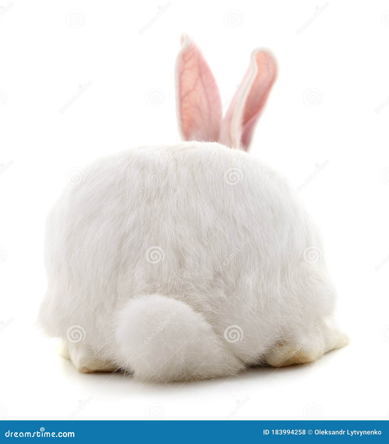 The back of a white rabbit stock photo. Image of back - 183994258