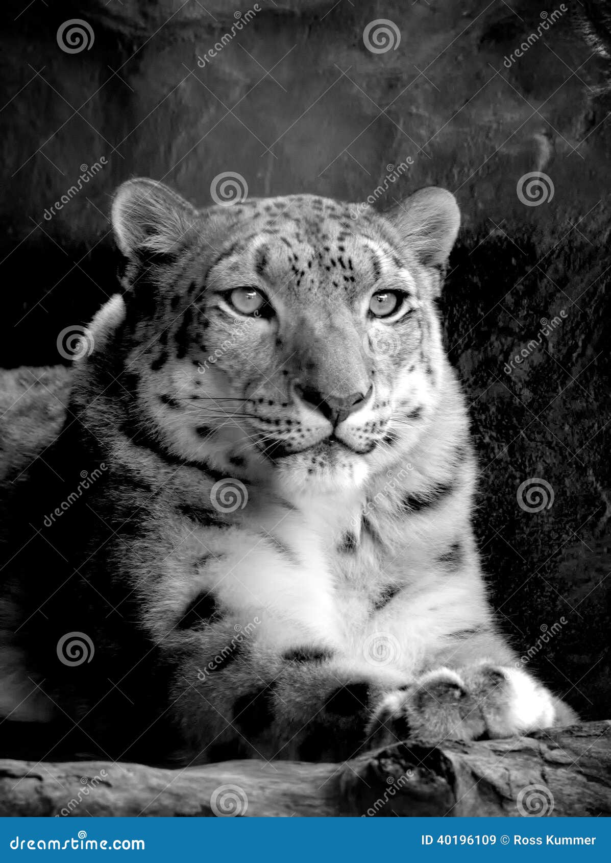 Back and White Snow Leopard Stock Image - Image of white, wild: 40196109