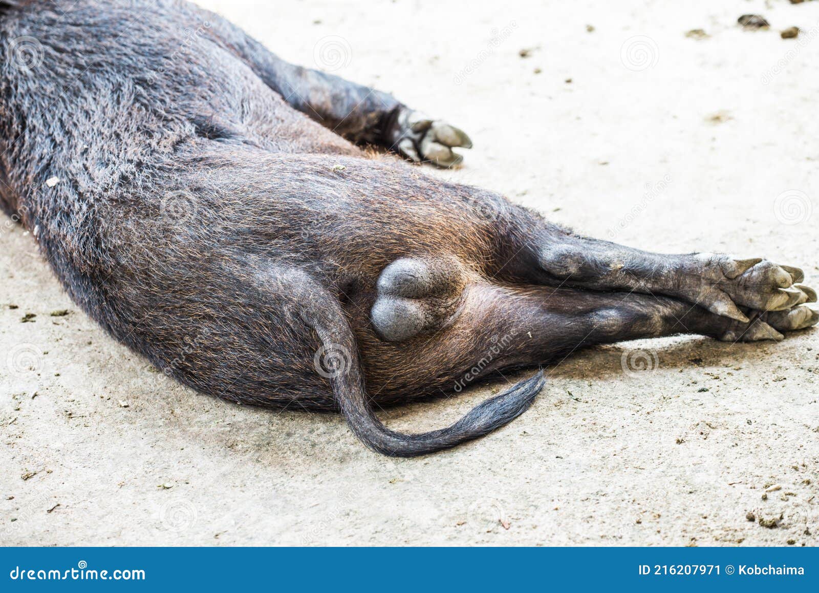 Back of wild boar stock image. Image of dark, back, thai - 216207971