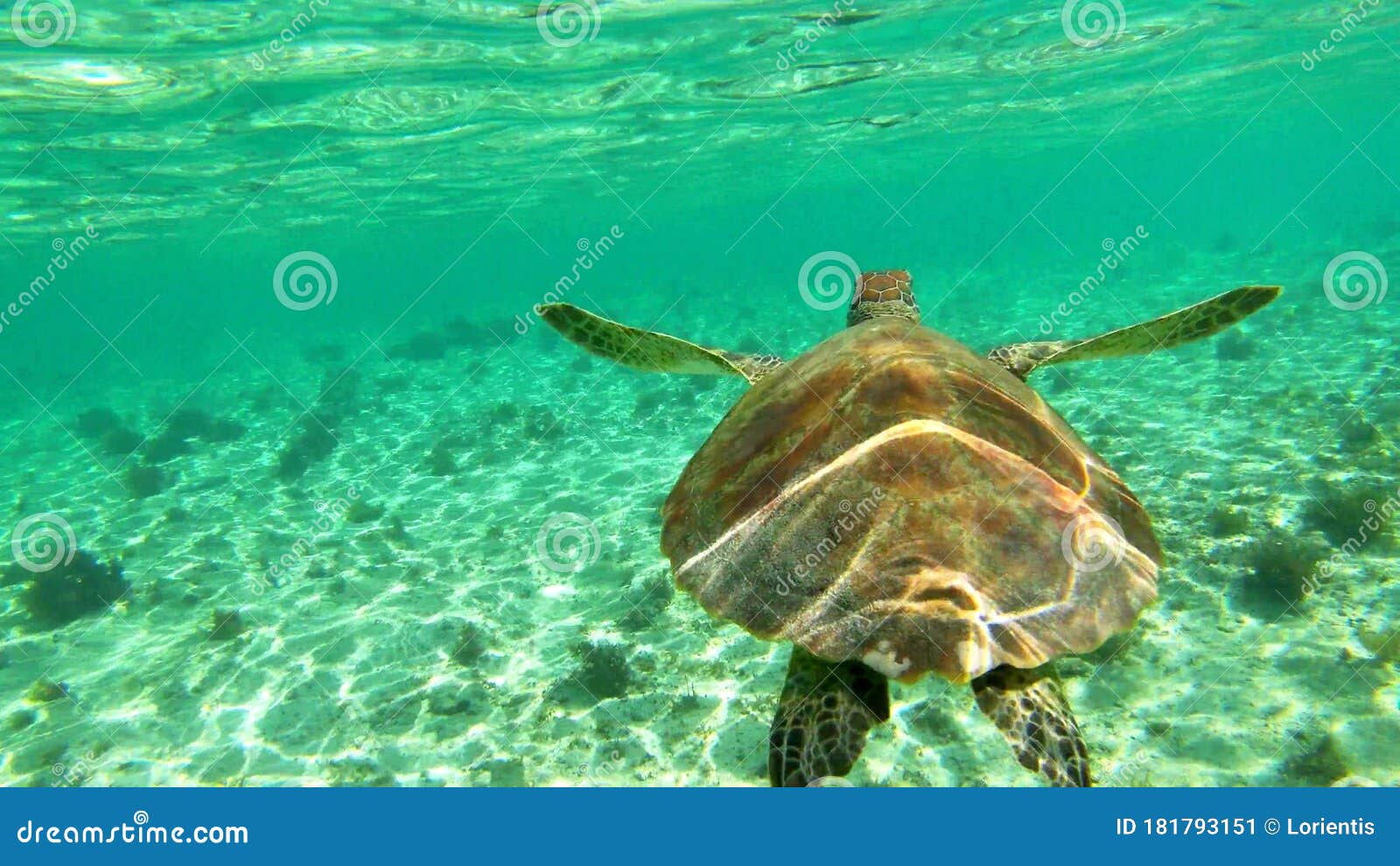 The Back of a Wild Tortoise Which is Swimming Stock Image - Image of ...