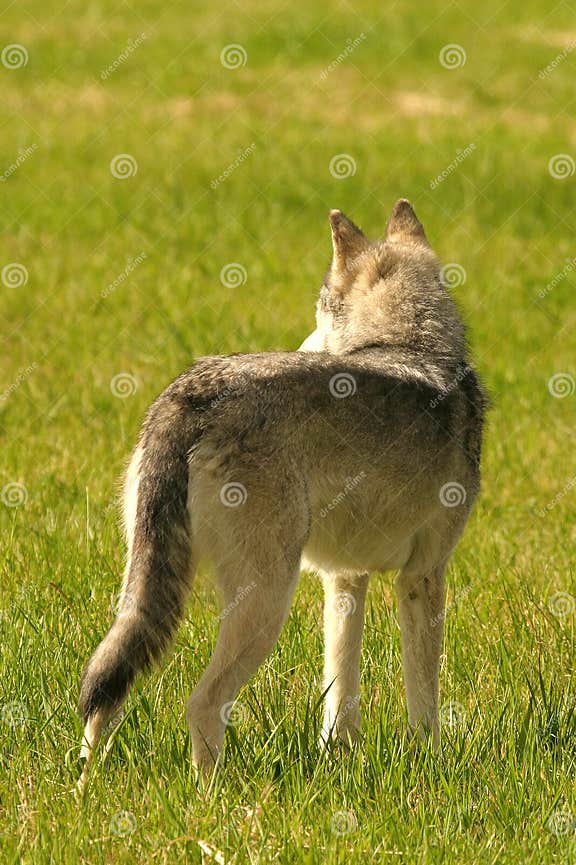 The back of a wolf stock photo. Image of predator, animal - 2119004