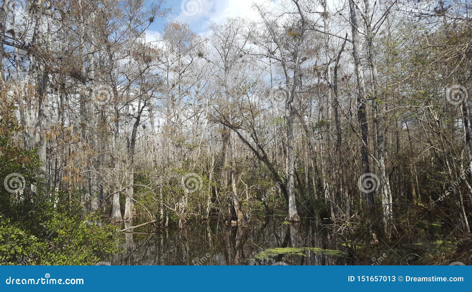 Back Woods stock image. Image of back, swamp, woods - 151657013