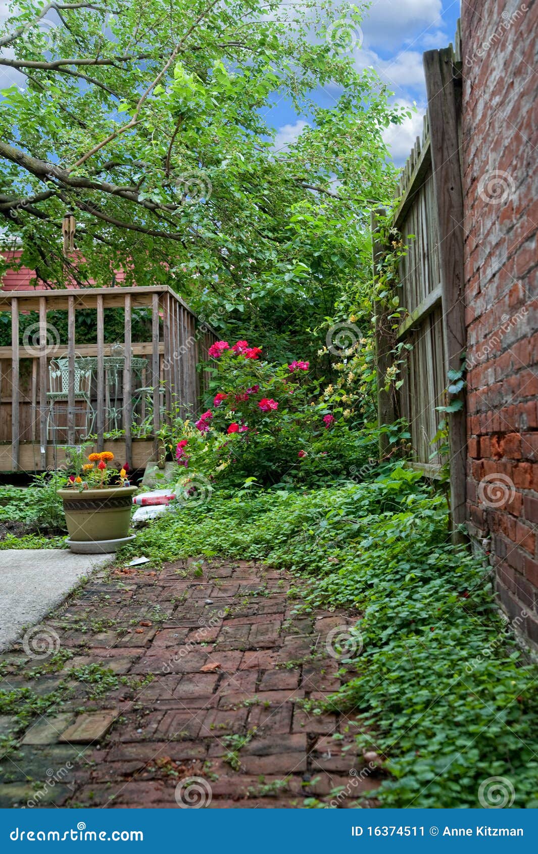 High Resolution Back Yard