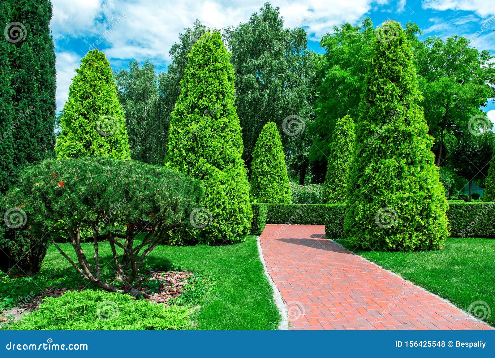 Back Yard with Red Tile Path for Walks among Evergreen Thuja. Stock ...