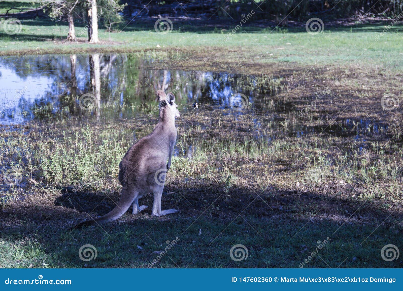 Back Young Kangaroo Looking To the Lake Stock Photo - Image of animal ...