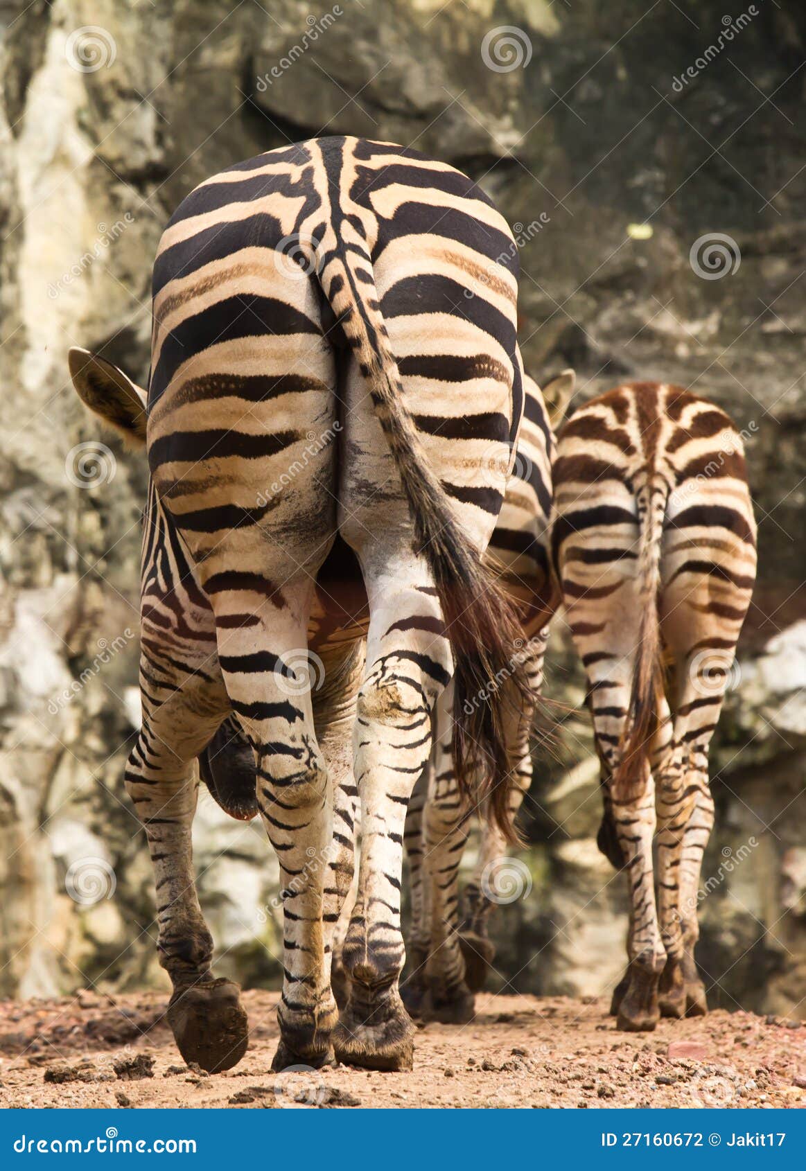 Back of a zebra stock photo. Image of africa, wildlife - 27160672