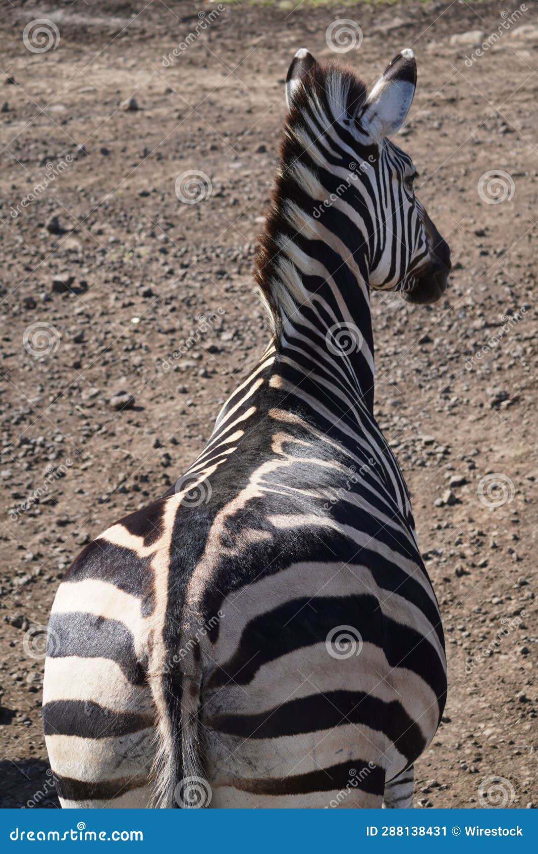 Back of a Zebra Standing in a Dirt Landscape. Stock Image - Image of ...