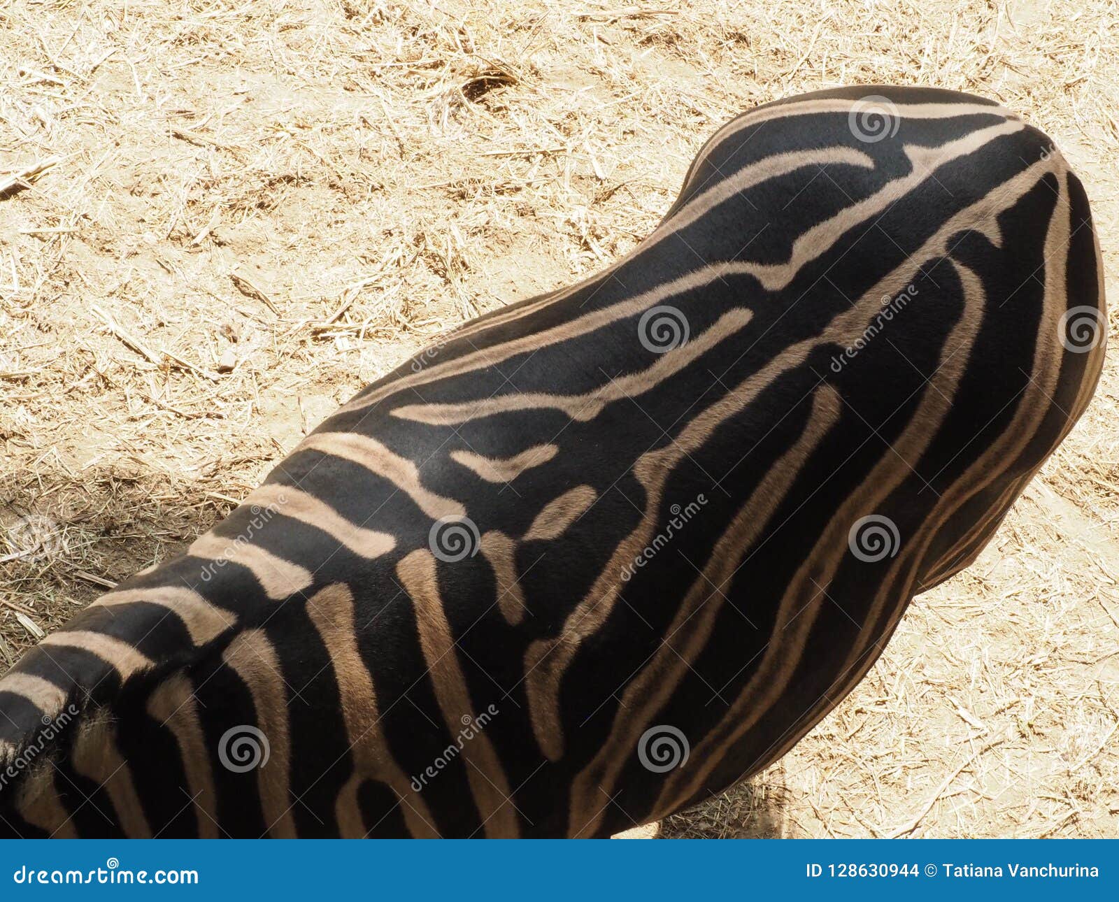 Back of Zebra. View from Up. Zoo Photo Stock Photo - Image of standing ...