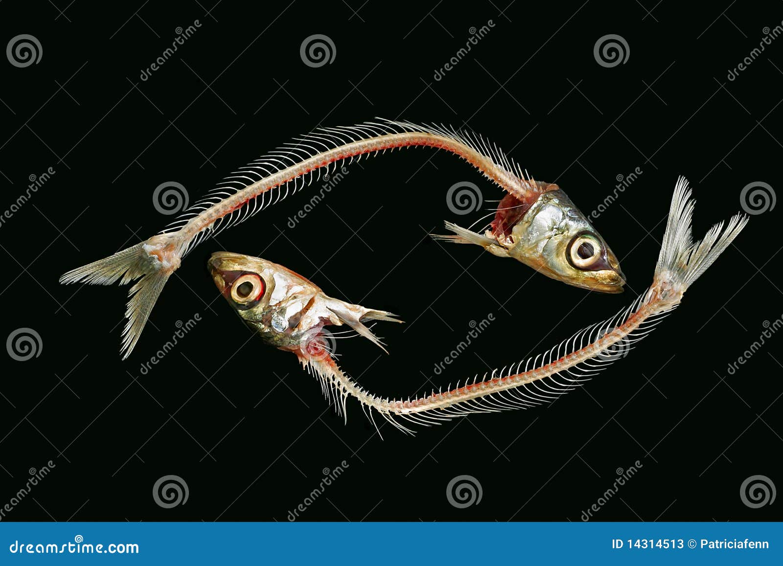 Backbone stock image. Image of partners, vertebra, mobile - 14314513