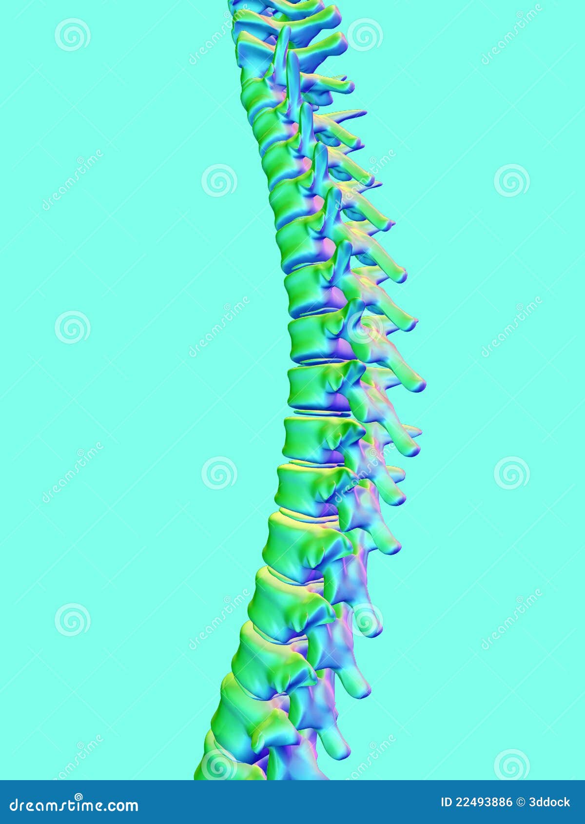Backbone stock illustration. Illustration of vertebra - 22493886
