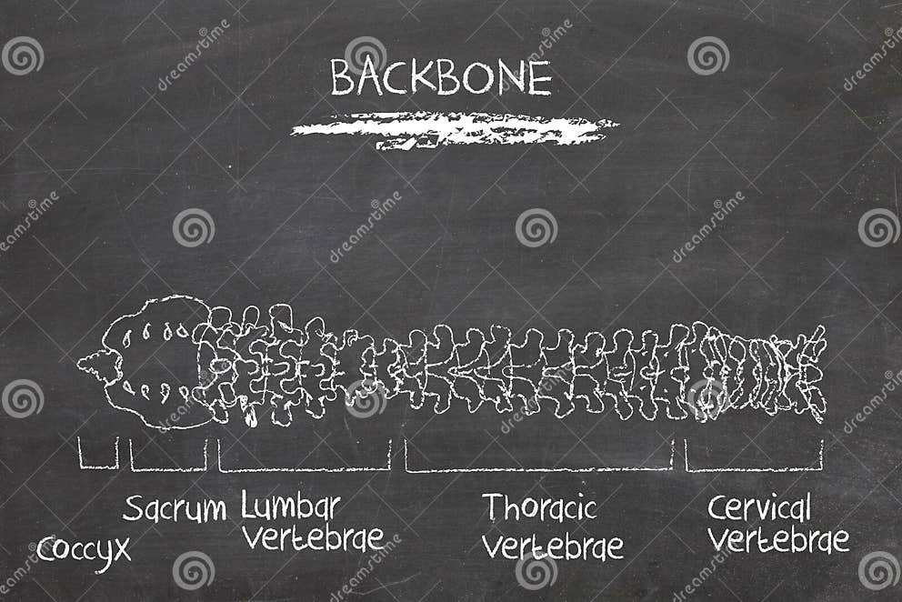 Backbone stock image. Image of medicine, neck, joint - 22783921