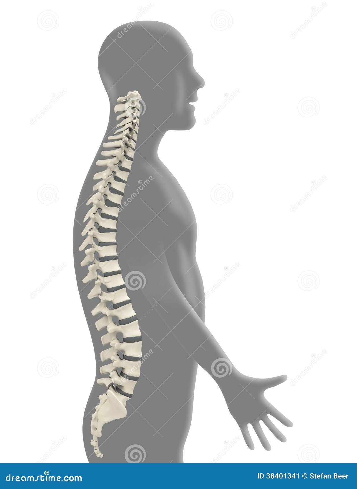 Backbone stock illustration. Illustration of skeletal - 38401341