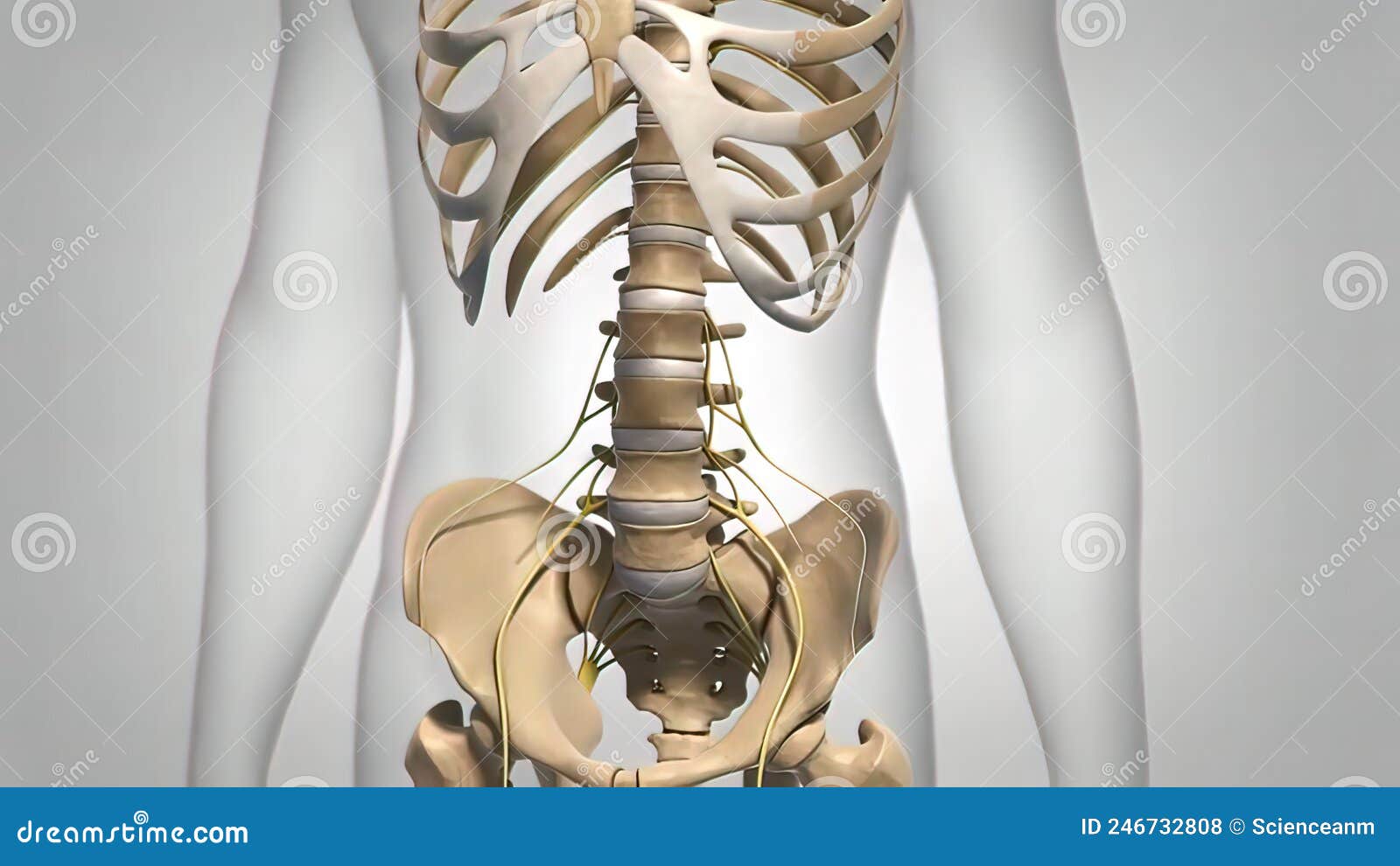 Backbone. Backache stock illustration. Illustration of diagnosis ...