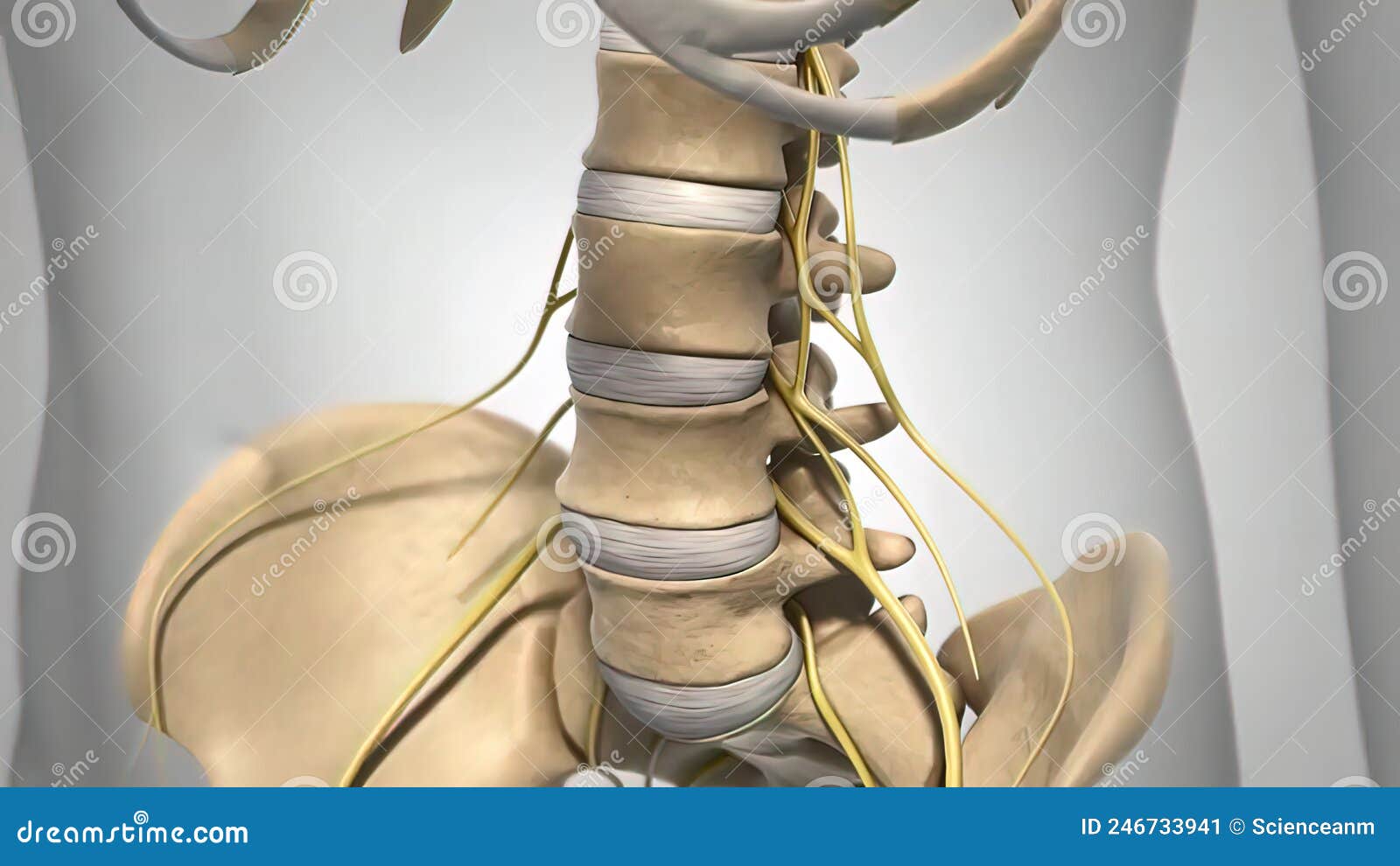Backbone. Backache stock illustration. Illustration of bone - 246733941