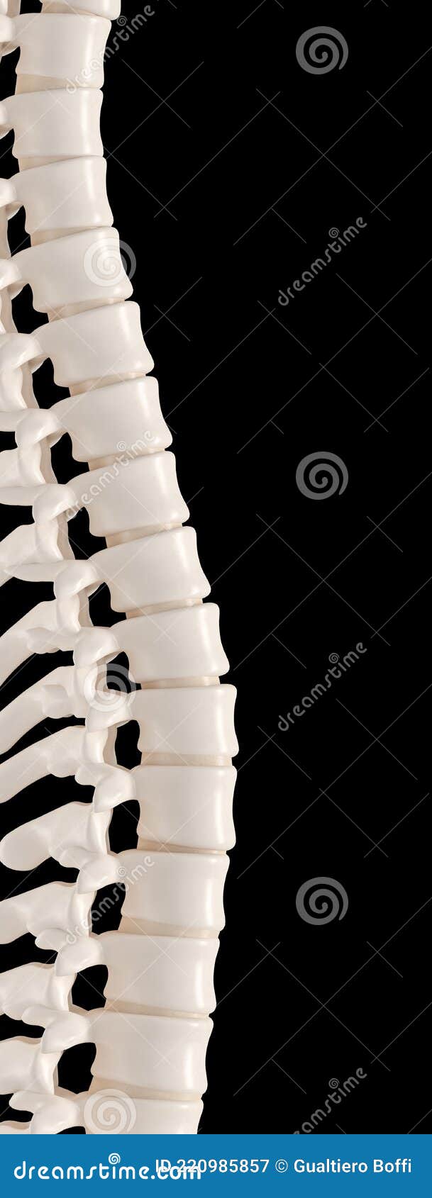 Backbone on black stock illustration. Illustration of anatomical ...