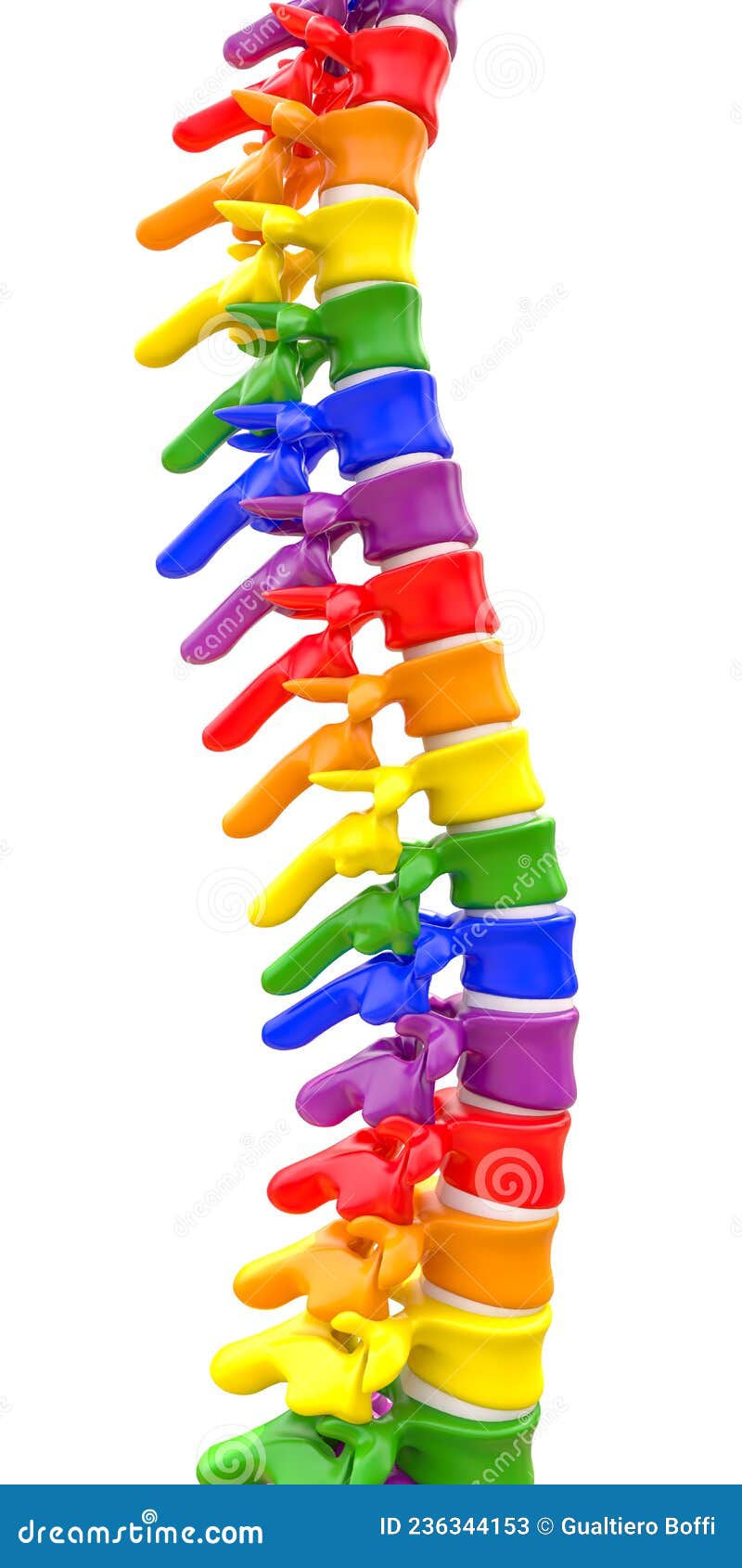 Backbone with Colored Vertebrae on White Stock Illustration ...