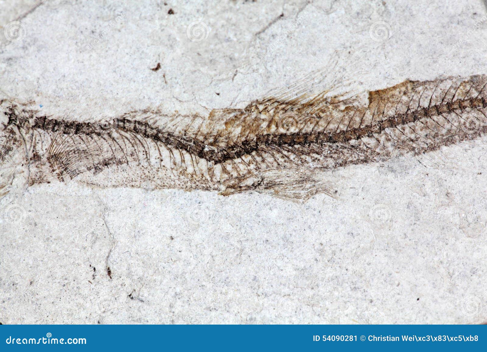 Backbone of a fossil fish stock image. Image of fossil - 54090281