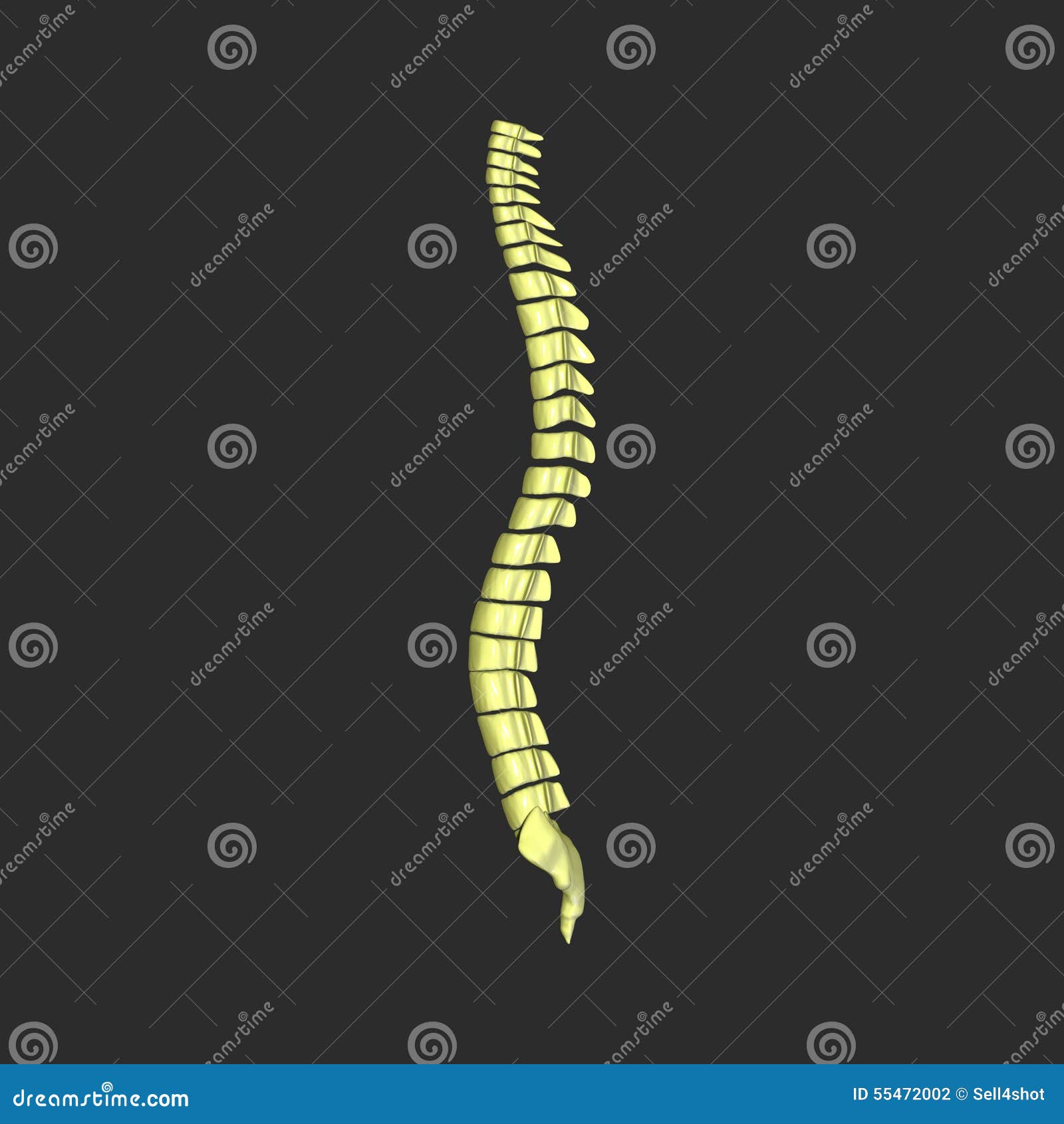 Backbone stock illustration. Illustration of female, biological - 55472002