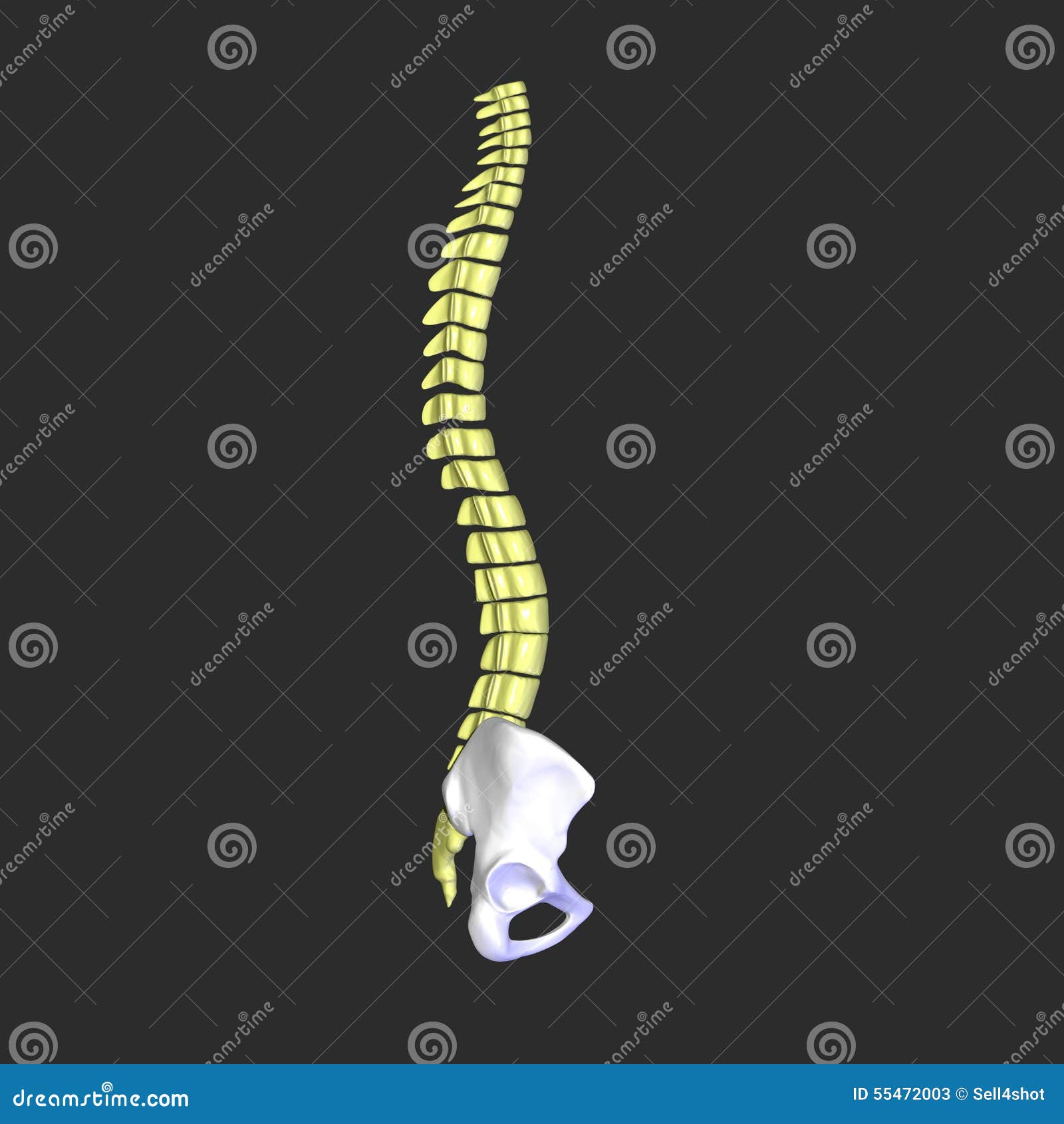 Backbone stock illustration. Illustration of morphology - 55472003