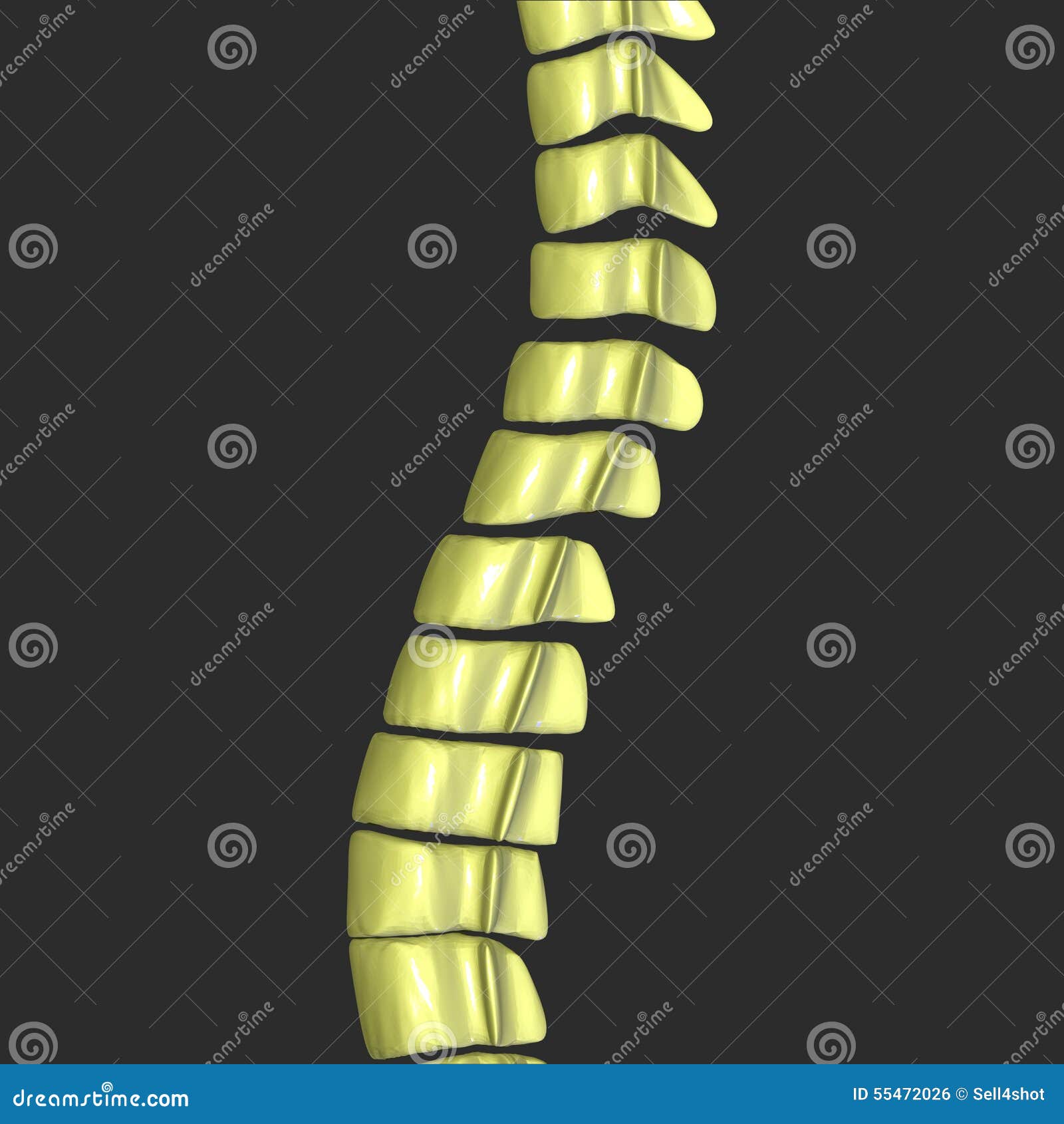 Backbone stock illustration. Illustration of anatomical - 55472026