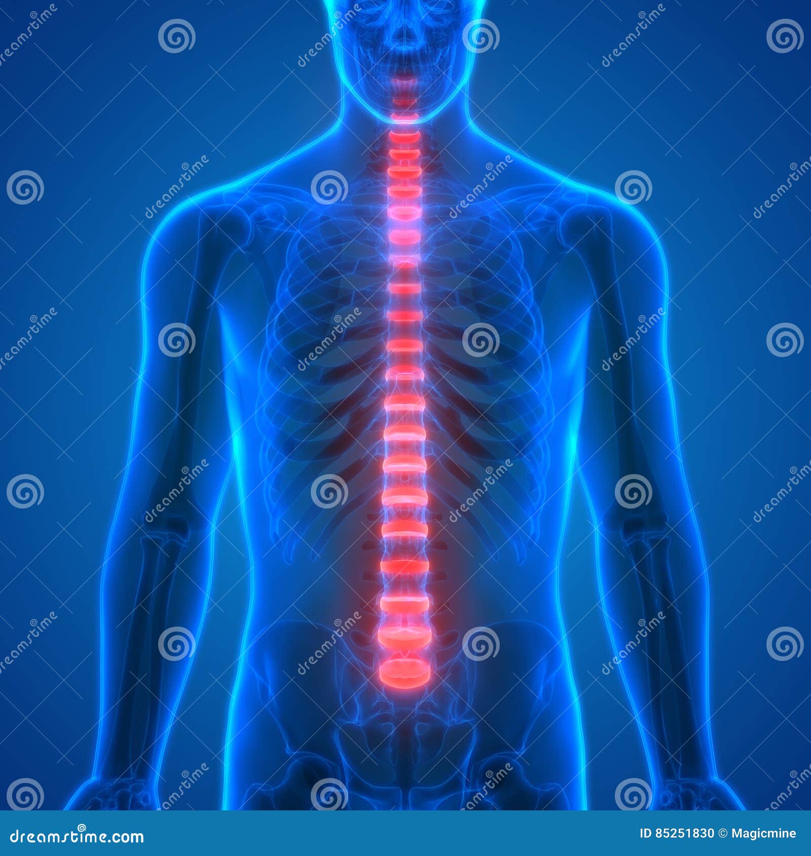 Backbone Intervertebral Disc Anatomy Anterior View Stock Illustration ...