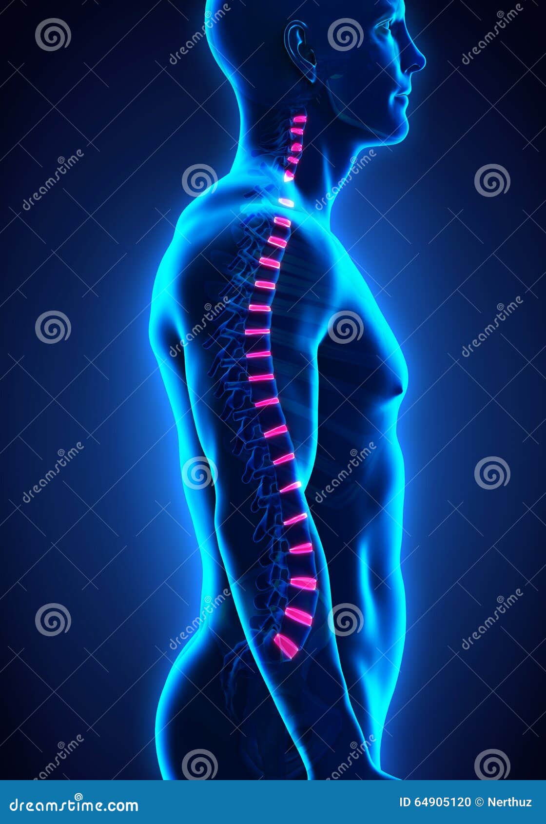 Backbone Intervertebral Disc Anatomy Stock Illustration - Illustration ...