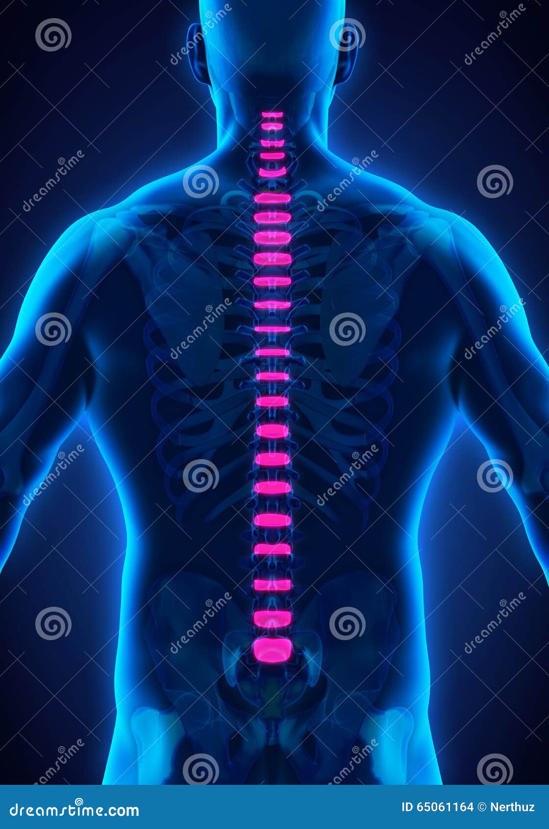 Backbone Intervertebral Disc Anatomy Anterior View Stock Photography ...