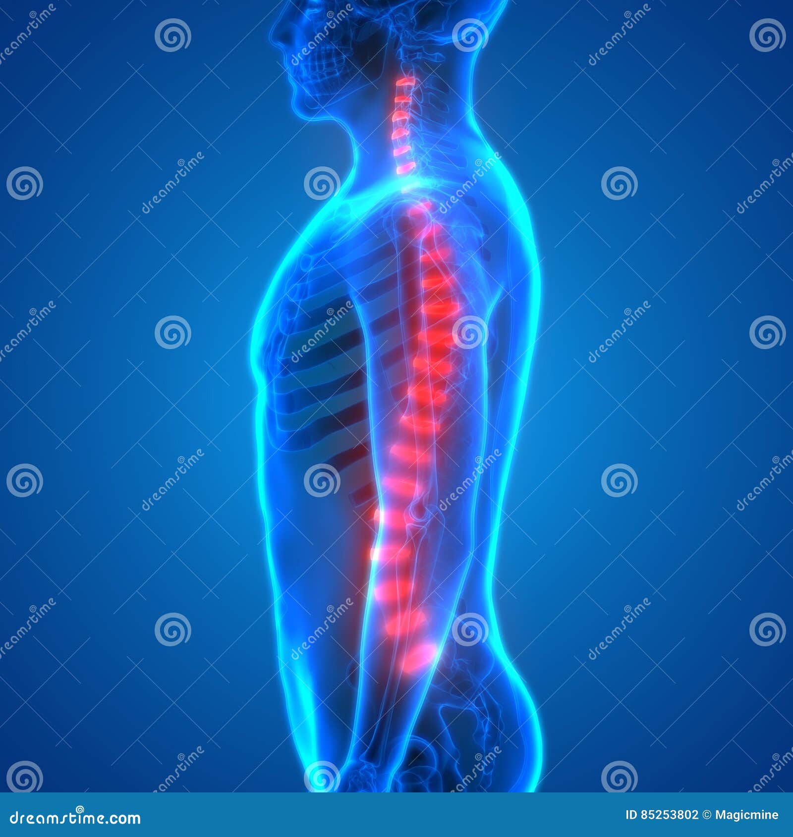 Backbone Intervertebral Disc Anatomy Lateral View Stock Illustration ...