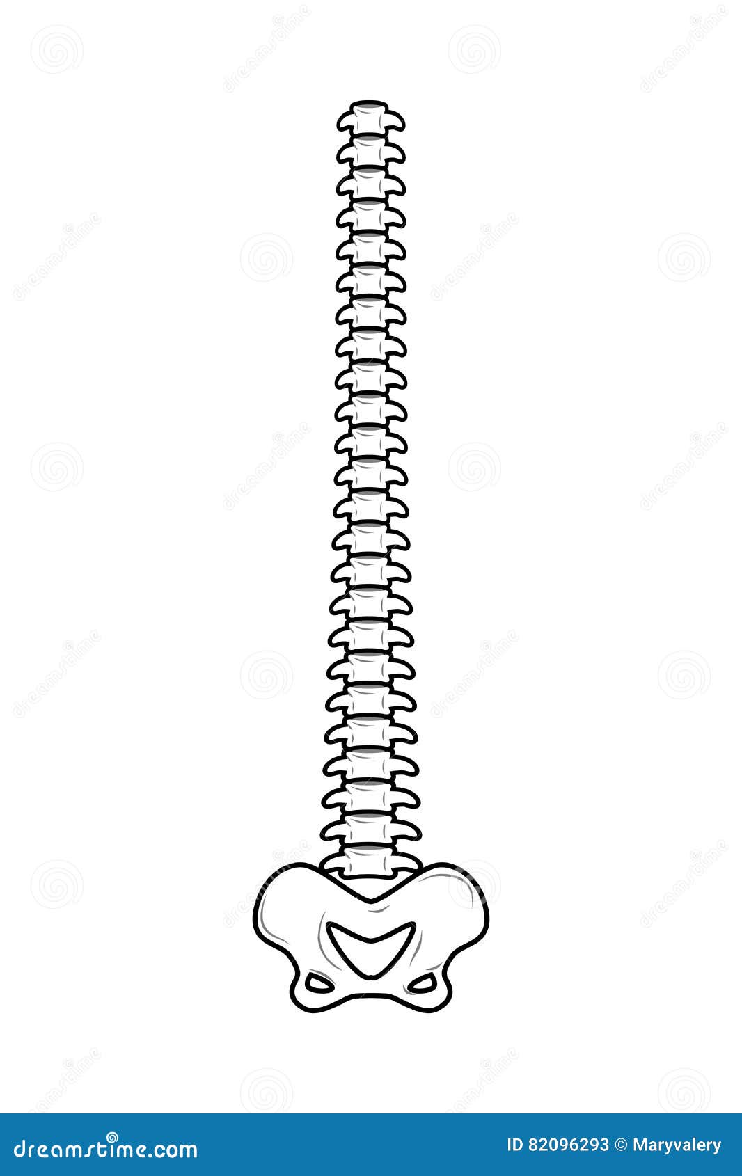 Backbone Isolated. Spine And Pelvis. Spinal Columns. Cartoon Vector ...