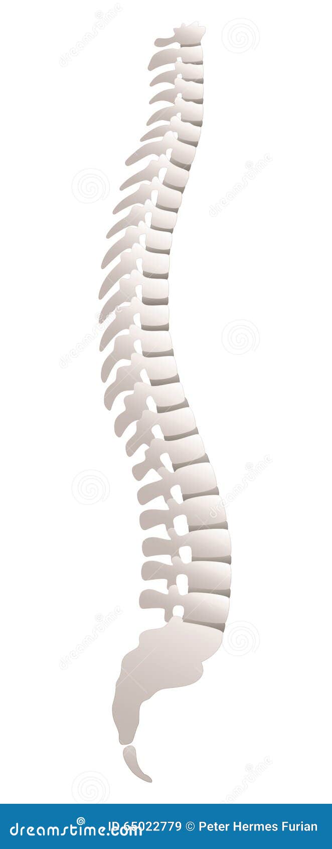 Backbone Lateral View stock vector. Illustration of human - 65022779