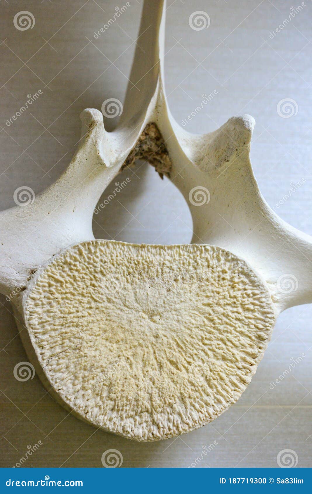 Backbone spine of a whale stock photo. Image of whale - 187719300