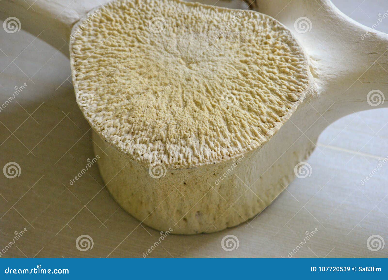 Detail of Whale Backbone Spine Whale Stock Image - Image of fish ...